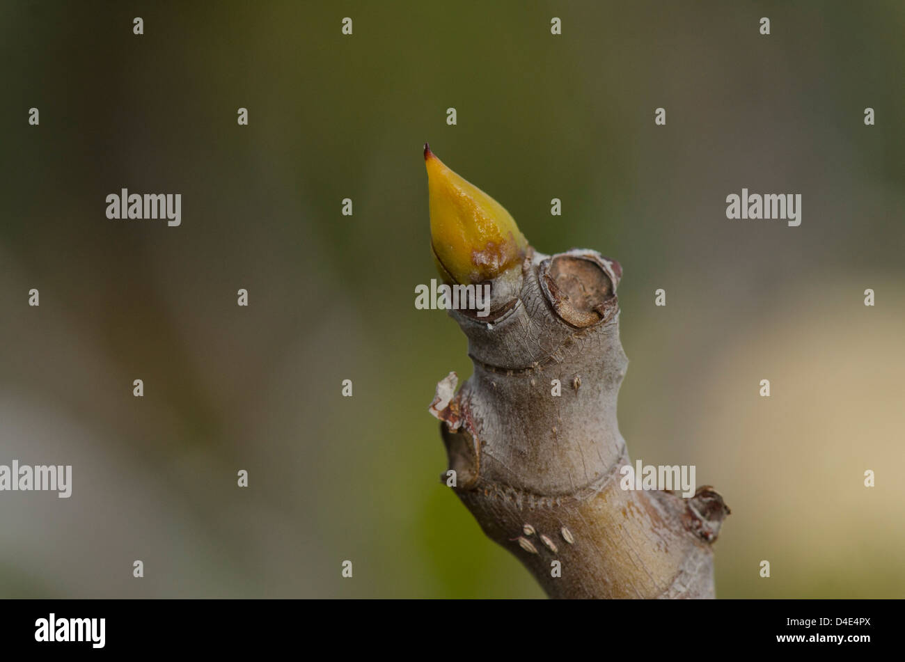 Fig tree leaf sprouting in spring. Spain Stock Photo - Alamy