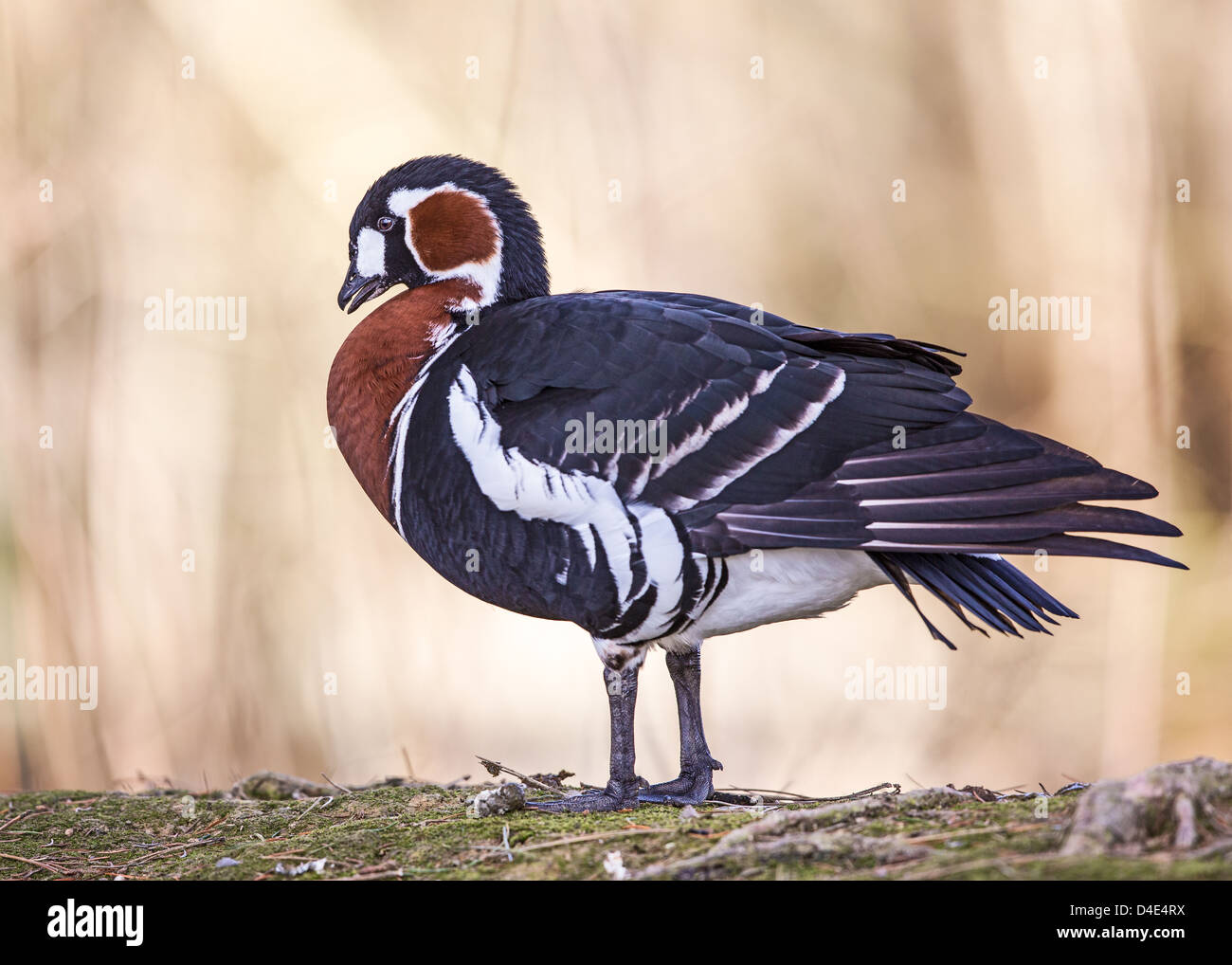Red-breasted goose (Branta ruficollis), side view, soft focus yellow ...