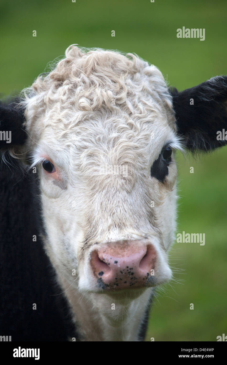 Close-up of Cows Face Stock Photo - Alamy