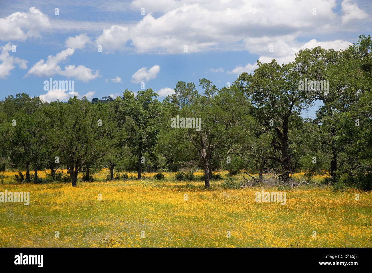 Texas summer day hi-res stock photography and images - Alamy