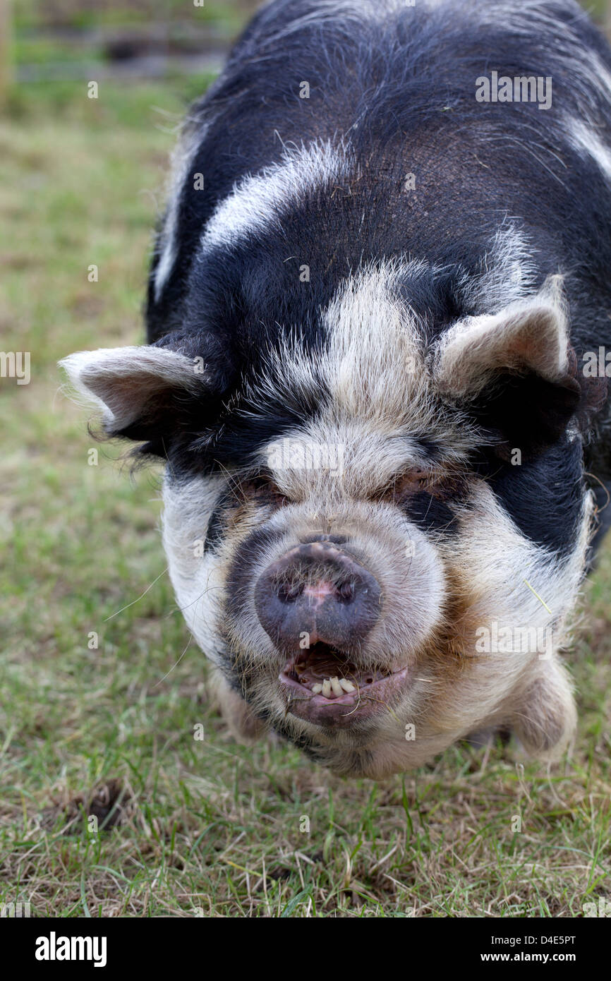 Mangalitsa Pork High Resolution Stock Photography and Images - Alamy