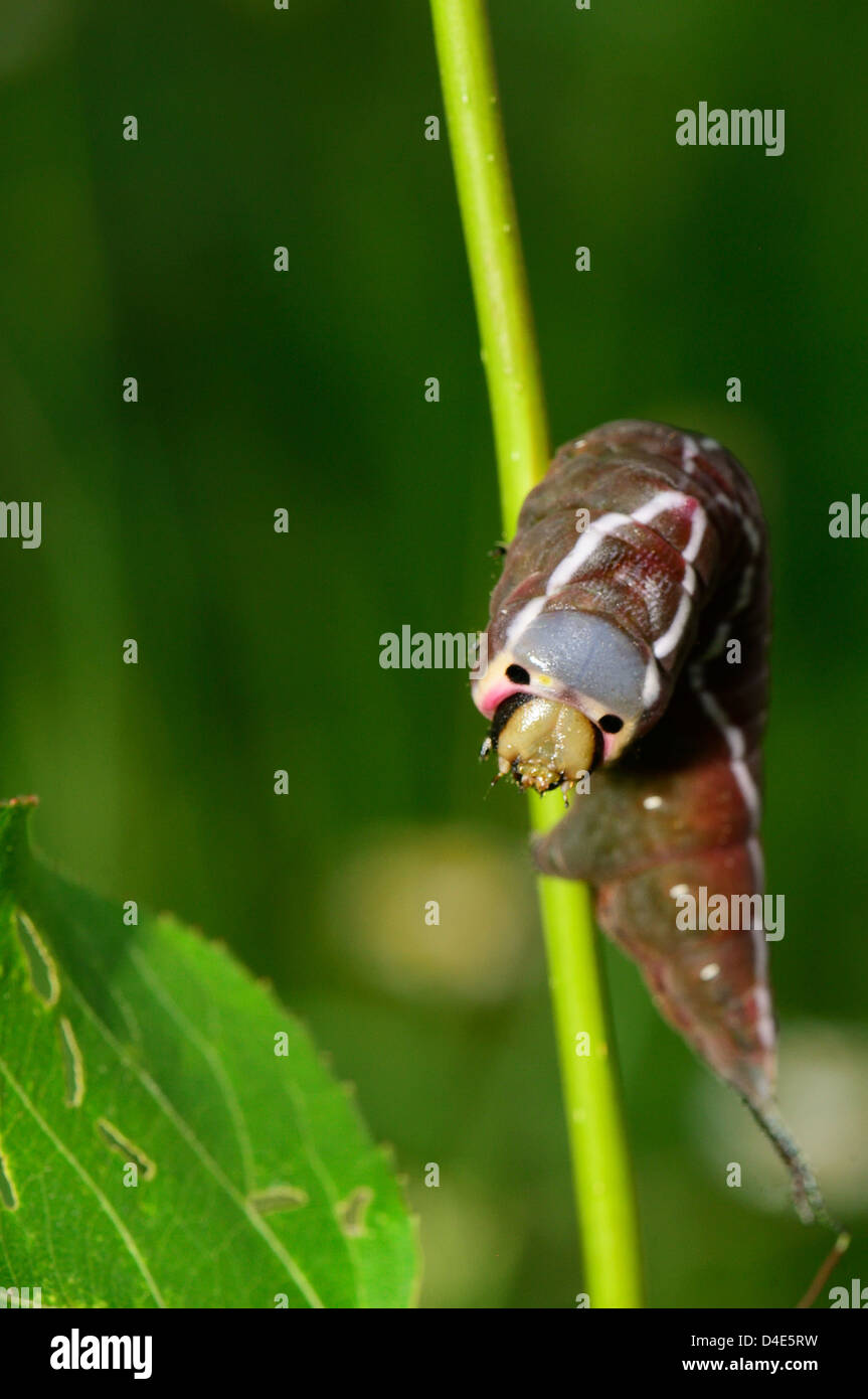 Objects insects hi-res stock photography and images - Alamy