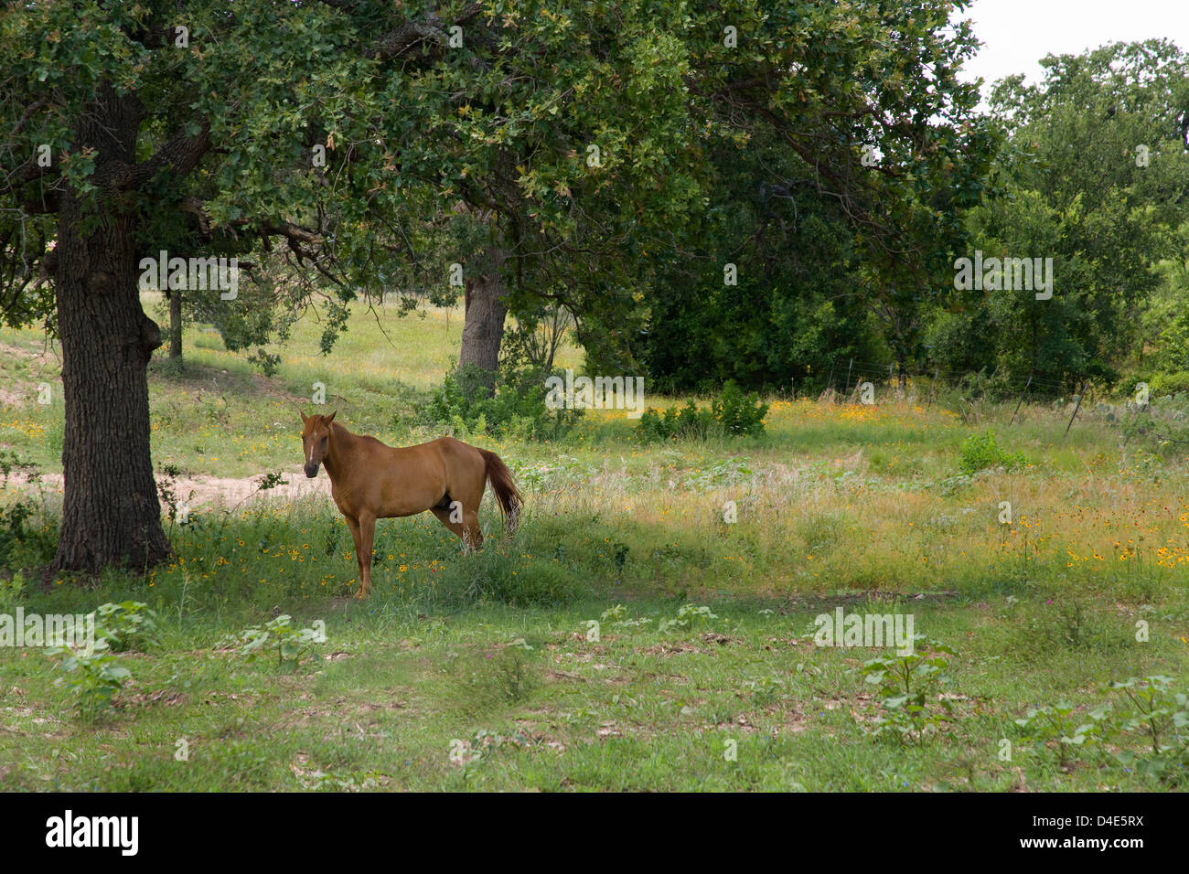 Horse Under Tree Stock Photo - Alamy