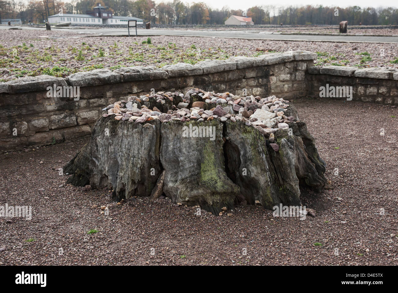 Goethe's Oak, Buchenwald Concentration Camp; Buchenwald, Germany Stock ...