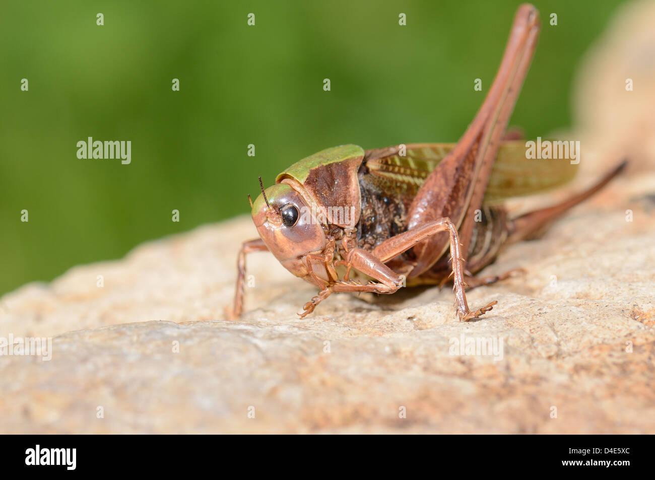A close up of the grasshopper Stock Photo - Alamy