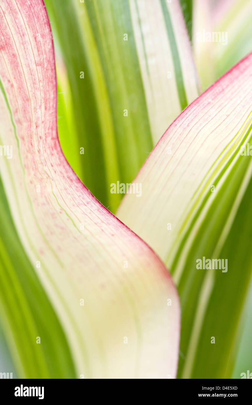 Ornamental Corn 'Japonica' Stock Photo - Alamy