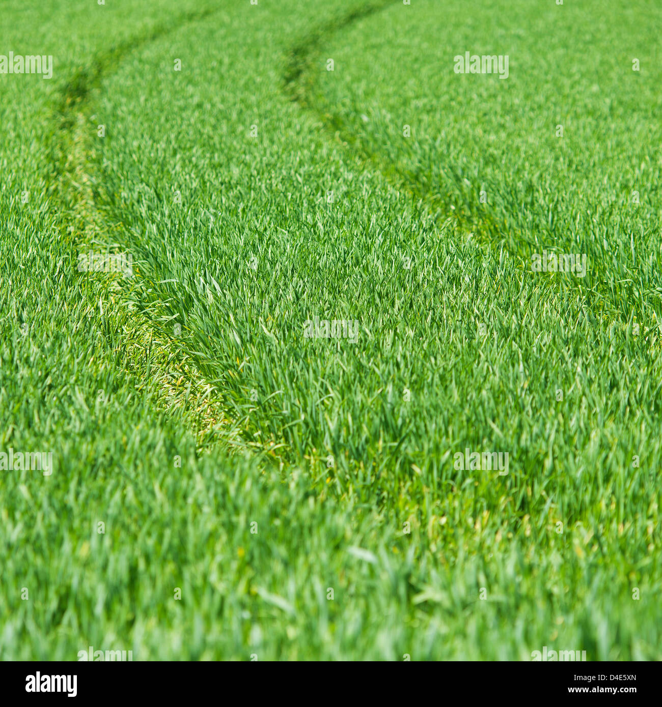 Close up of fresh thick grass Stock Photo - Alamy
