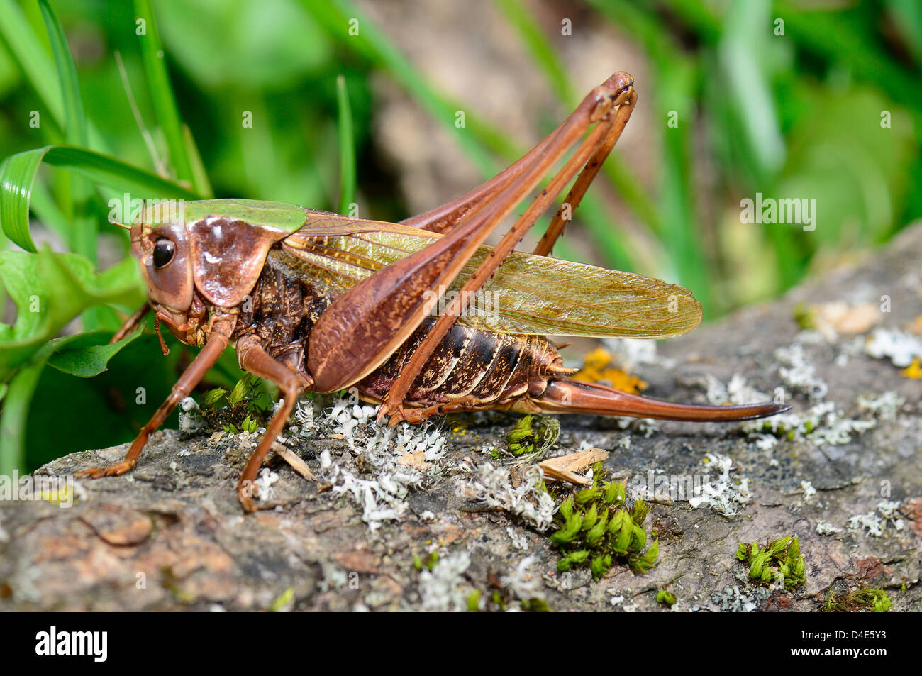 A close up of the grasshopper Stock Photo - Alamy