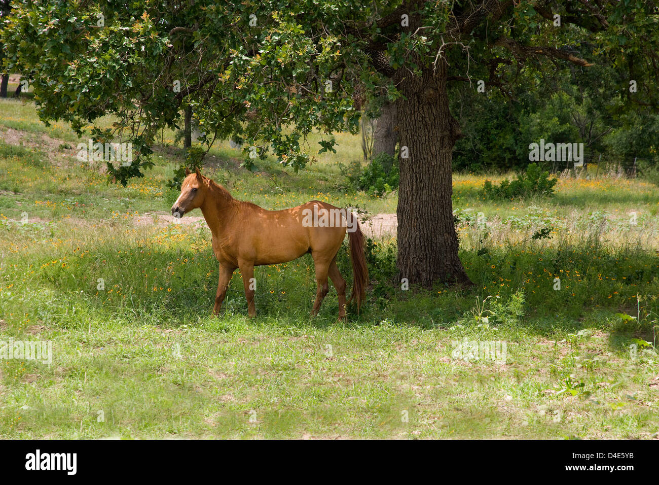 Horse in Shade of Tree Stock Photo - Alamy