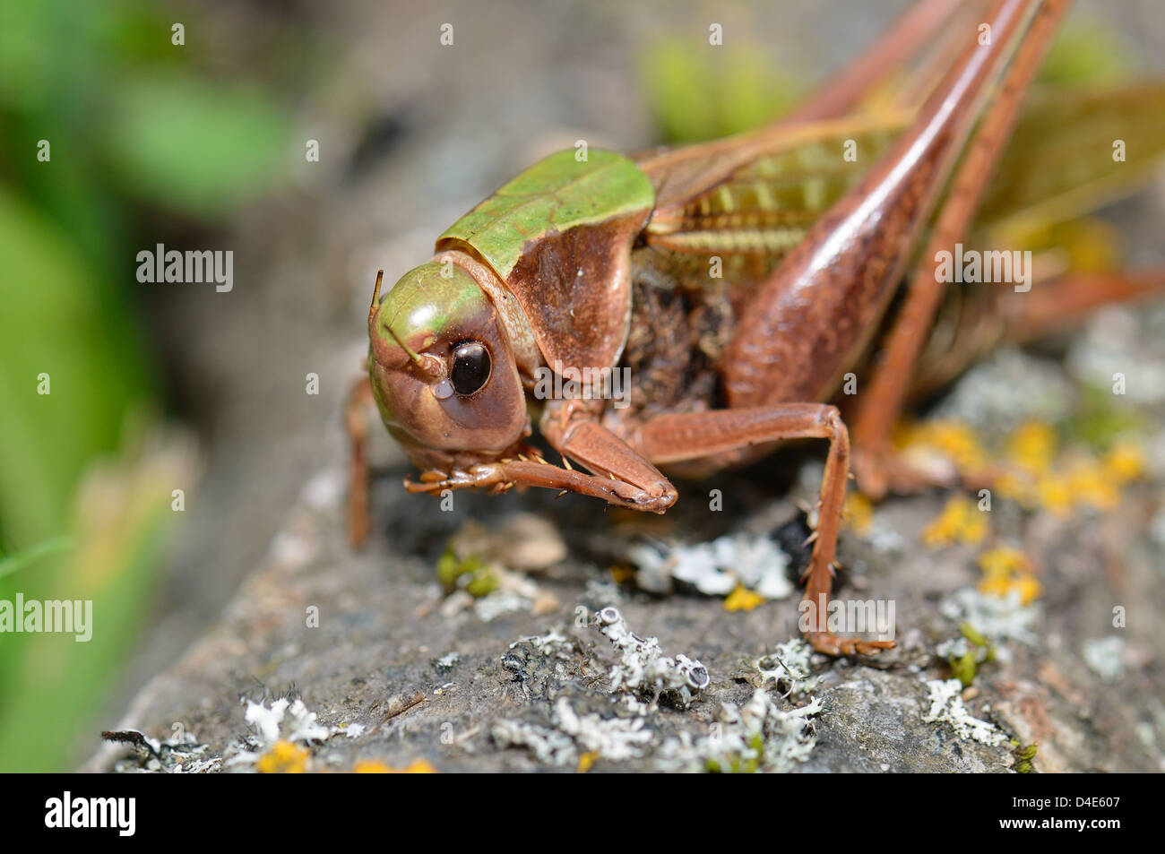 A close up of the grasshopper Stock Photo - Alamy