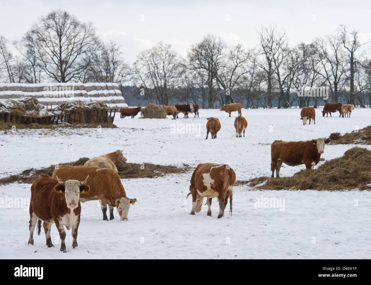 Cows stand on a snow-covered pasture in Jahnsfelde, Germany, 12 March ...