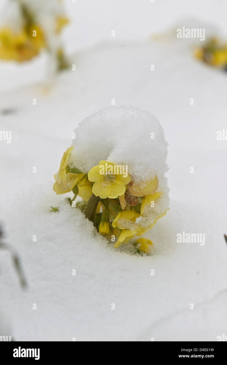 The petals of a primrose are covered with snow after new snowfall in a ...