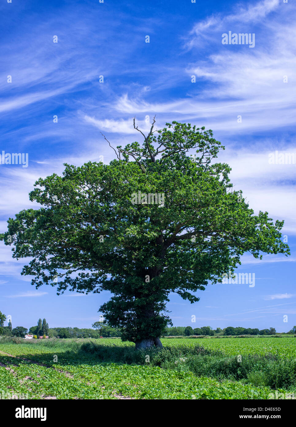 Single oak tree hi-res stock photography and images - Alamy