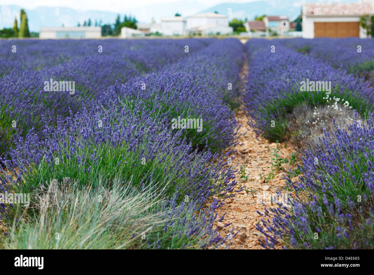 beautiful image of lavender field Stock Photo - Alamy