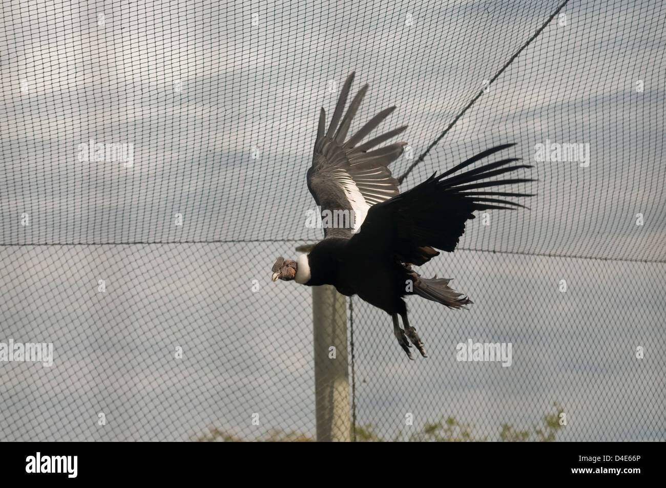 Andean condor argentina hi-res stock photography and images - Alamy