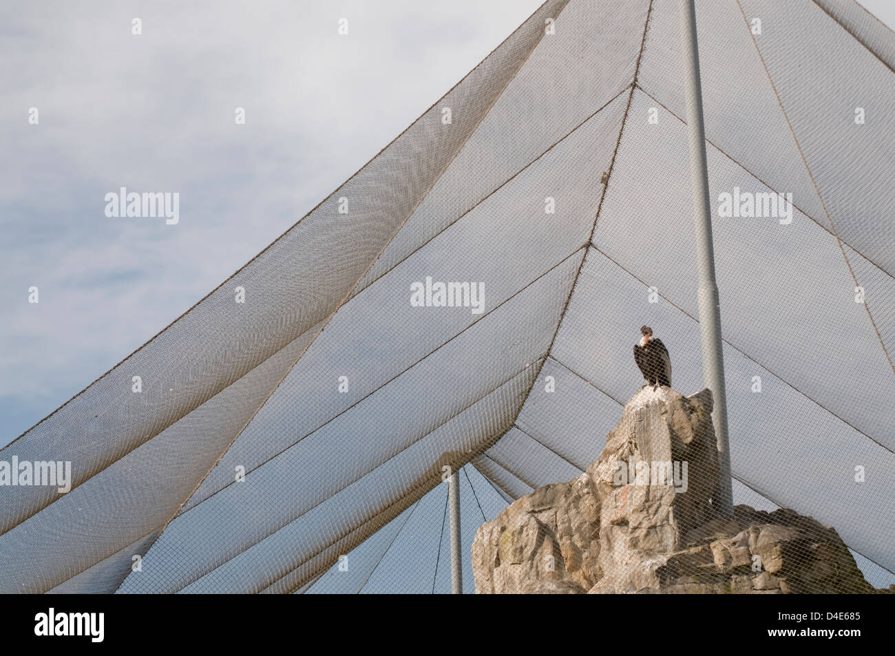 Peruvian condor hi-res stock photography and images - Alamy