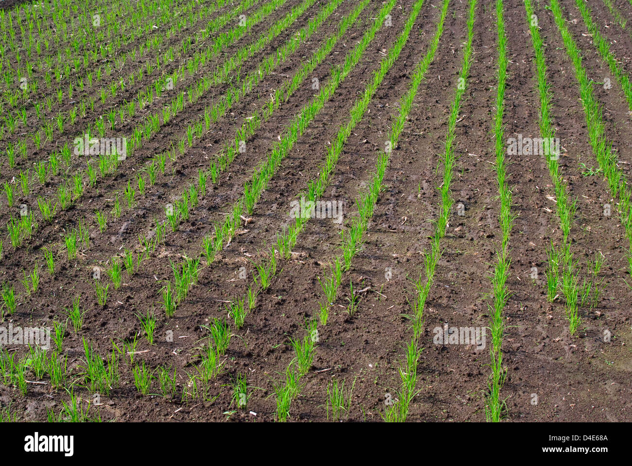 rice sprouts on a field in Japan Stock Photo - Alamy