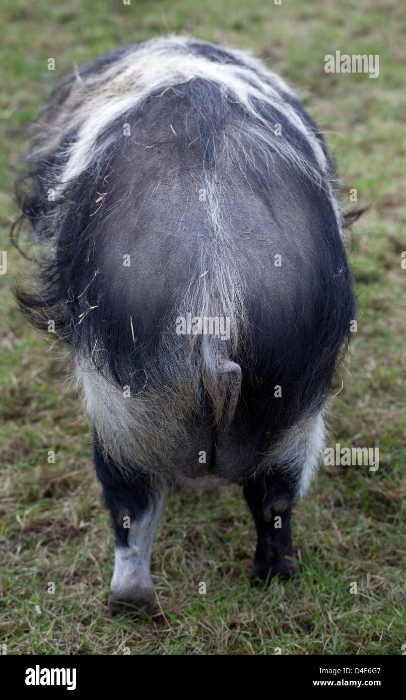 Rare Pig Breeds High Resolution Stock Photography and Images - Alamy