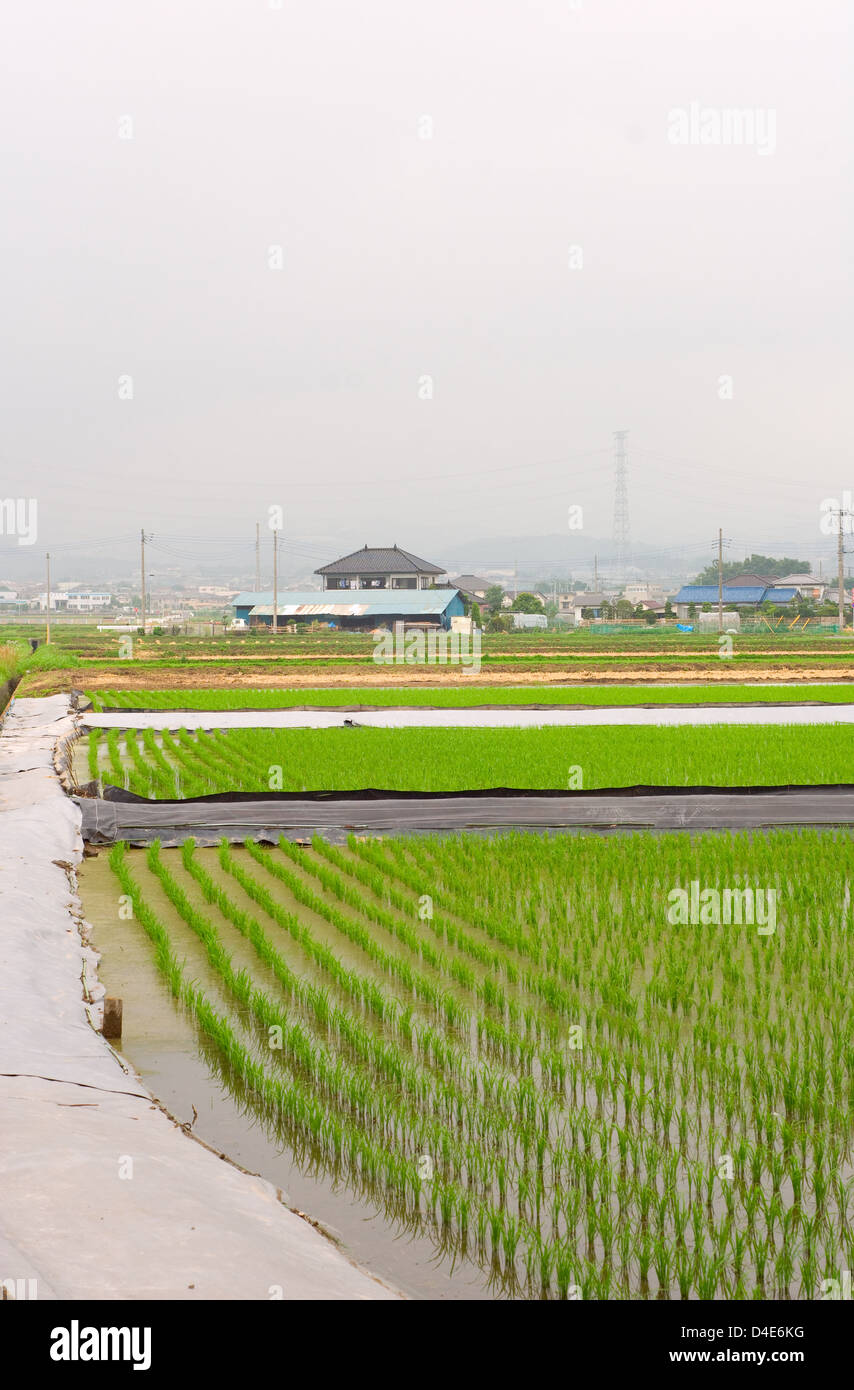 rice fields with water in Japan Stock Photo - Alamy