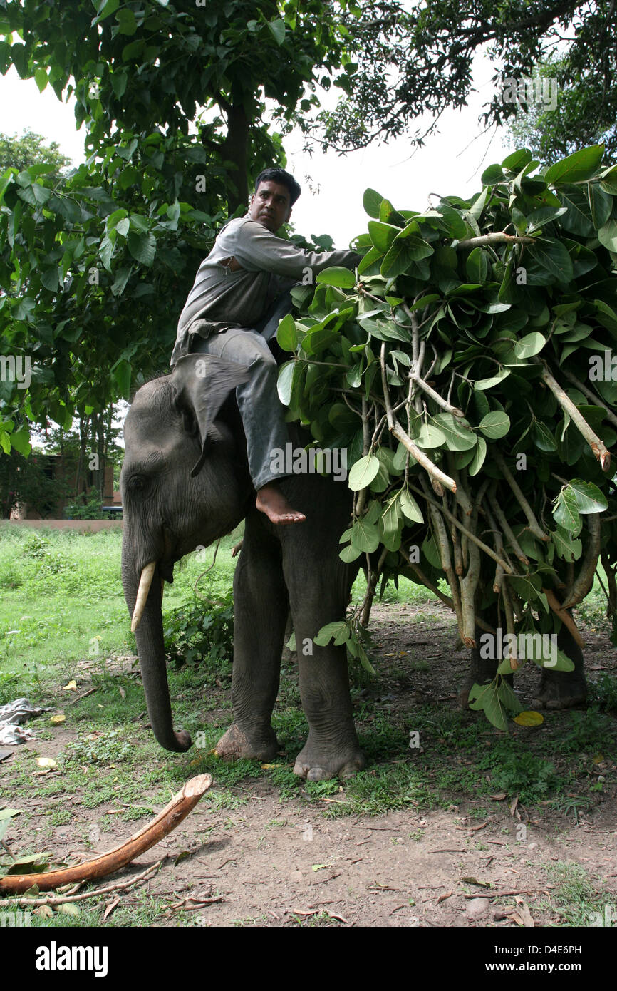 A working elephant at Rajaji National Park near Haridwar Stock Photo ...