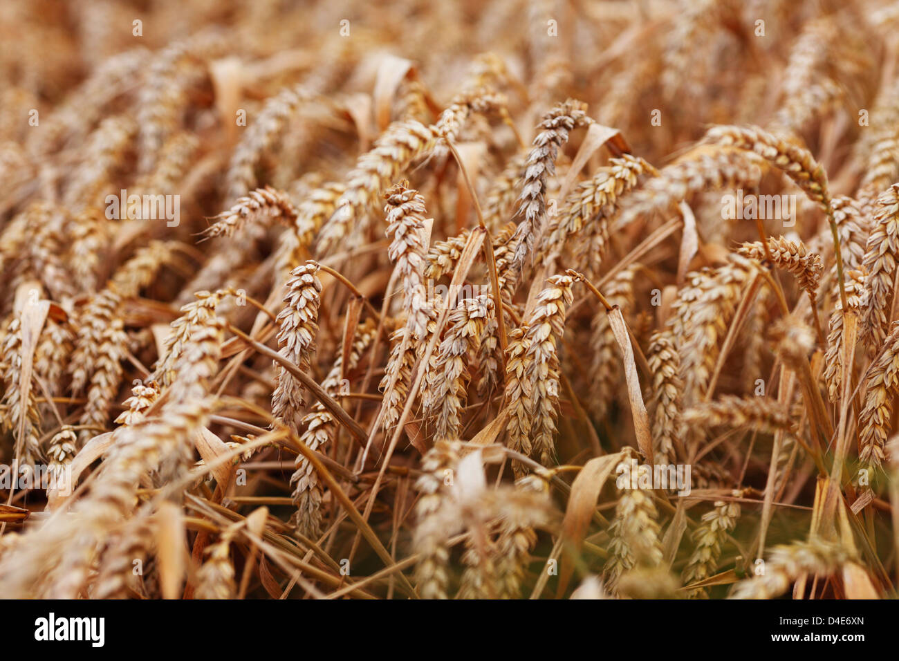 wheat close up on farm field Stock Photo - Alamy