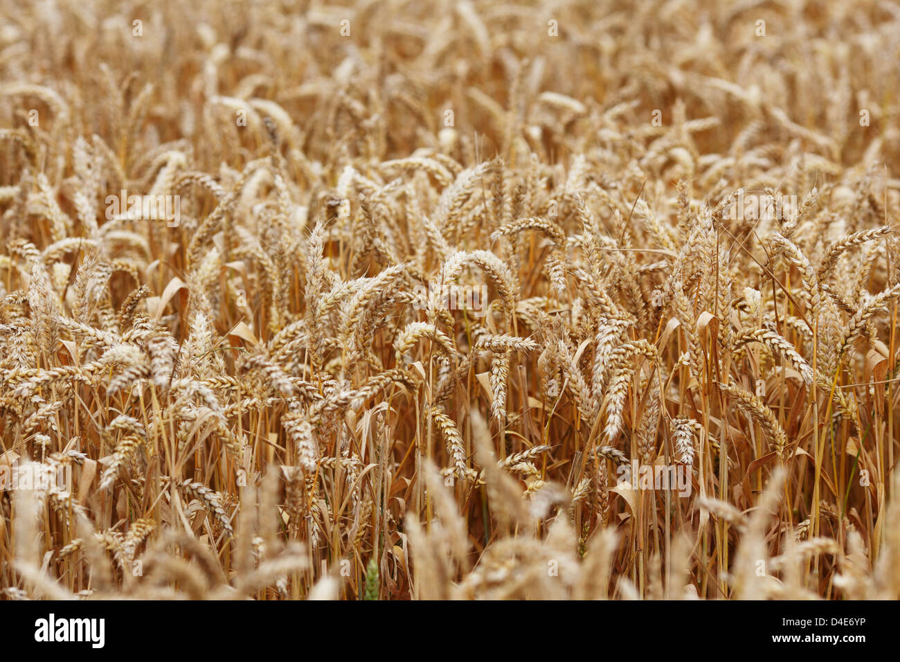 wheat close up on farm field Stock Photo - Alamy