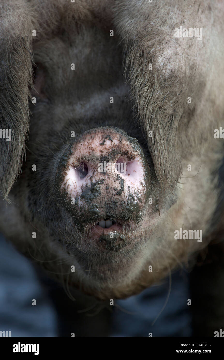 Farmed pigs hi-res stock photography and images - Alamy
