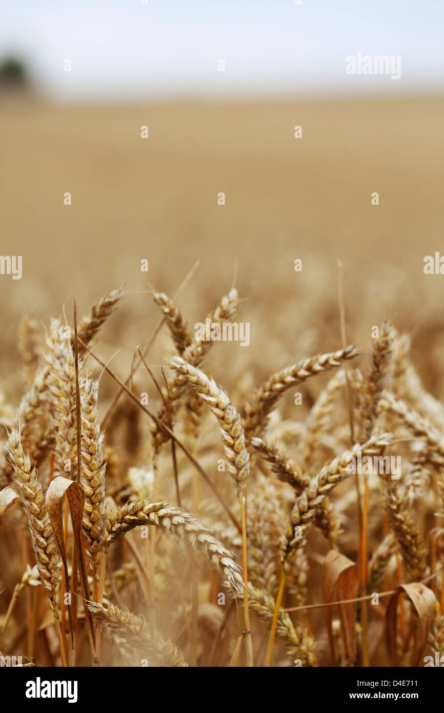 wheat close up on farm field Stock Photo - Alamy