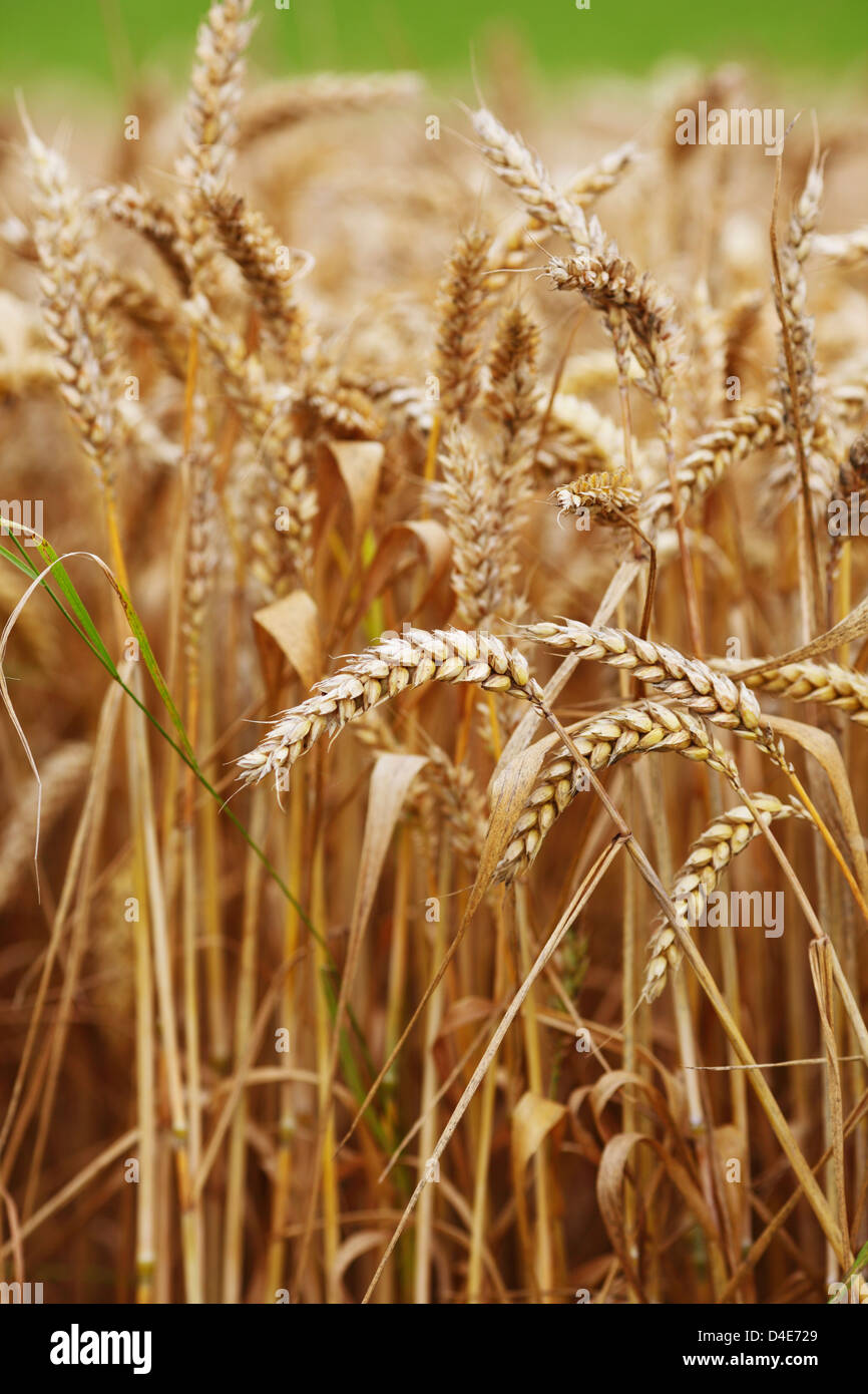 wheat close up on farm field Stock Photo - Alamy