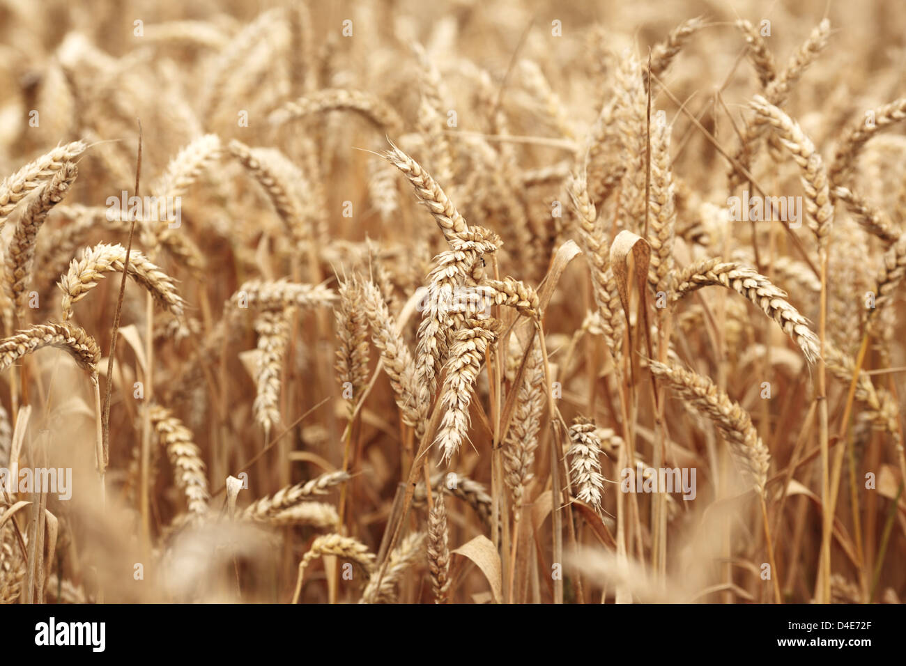 wheat close up on farm field Stock Photo - Alamy