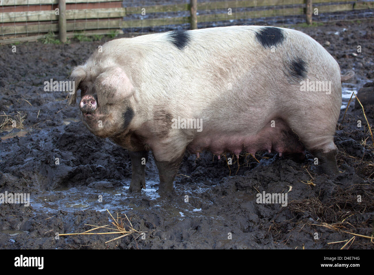 Female pig hi-res stock photography and images - Alamy