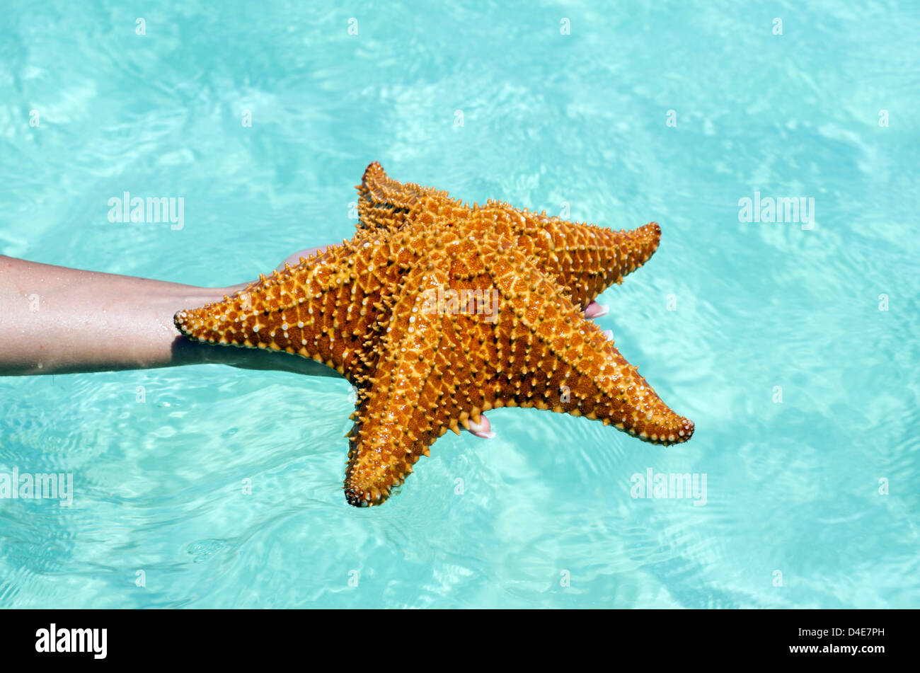 Starfish in hand in sea Stock Photo - Alamy