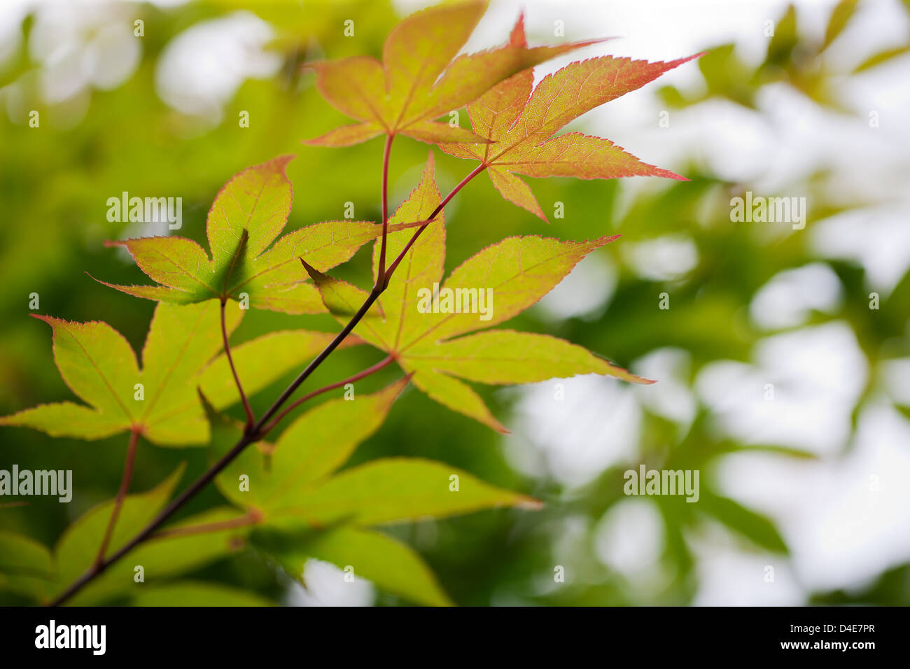 Acer palmatum "Osakazuki Stock Photo - Alamy