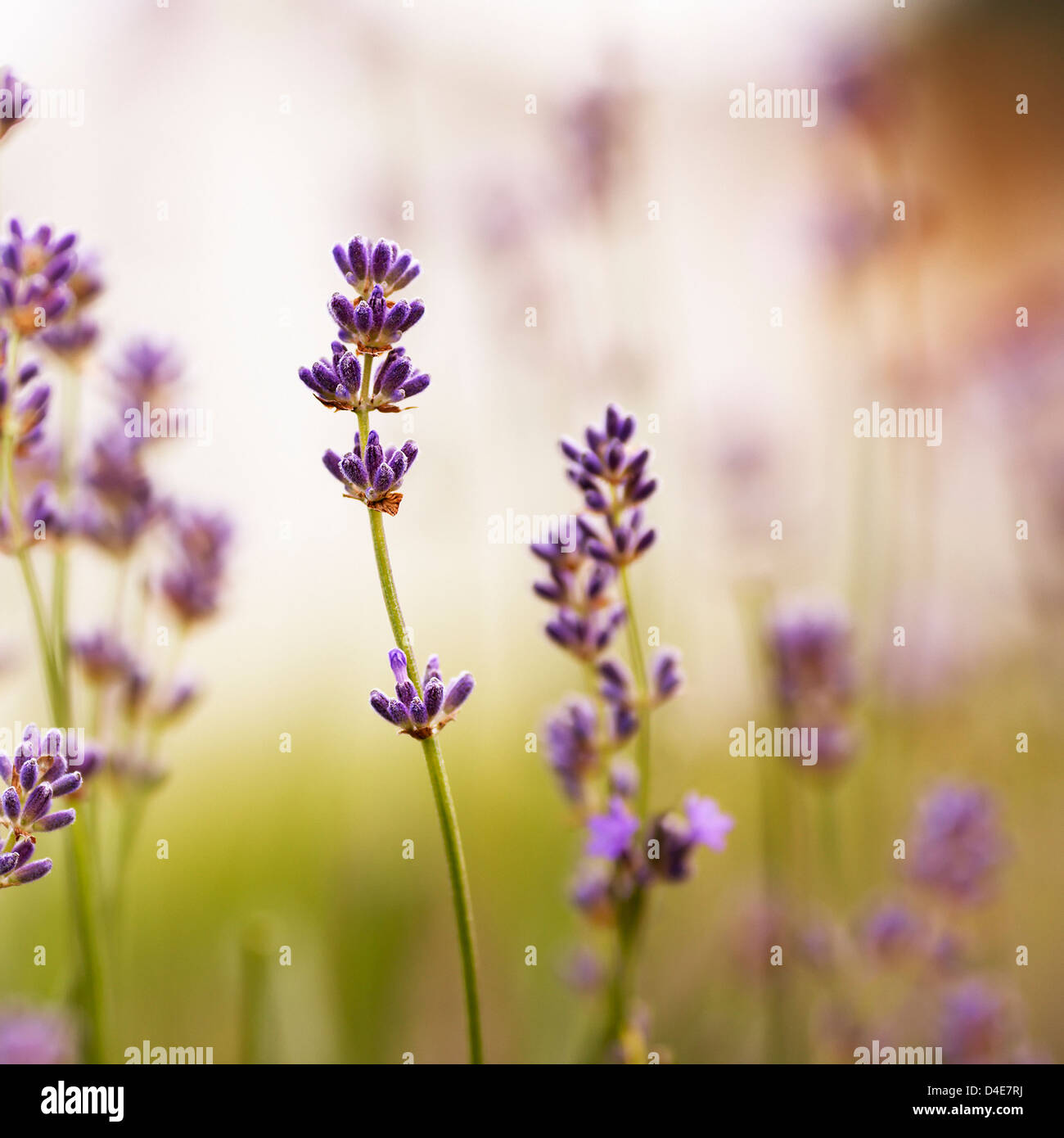 Close up of lavender Stock Photo - Alamy