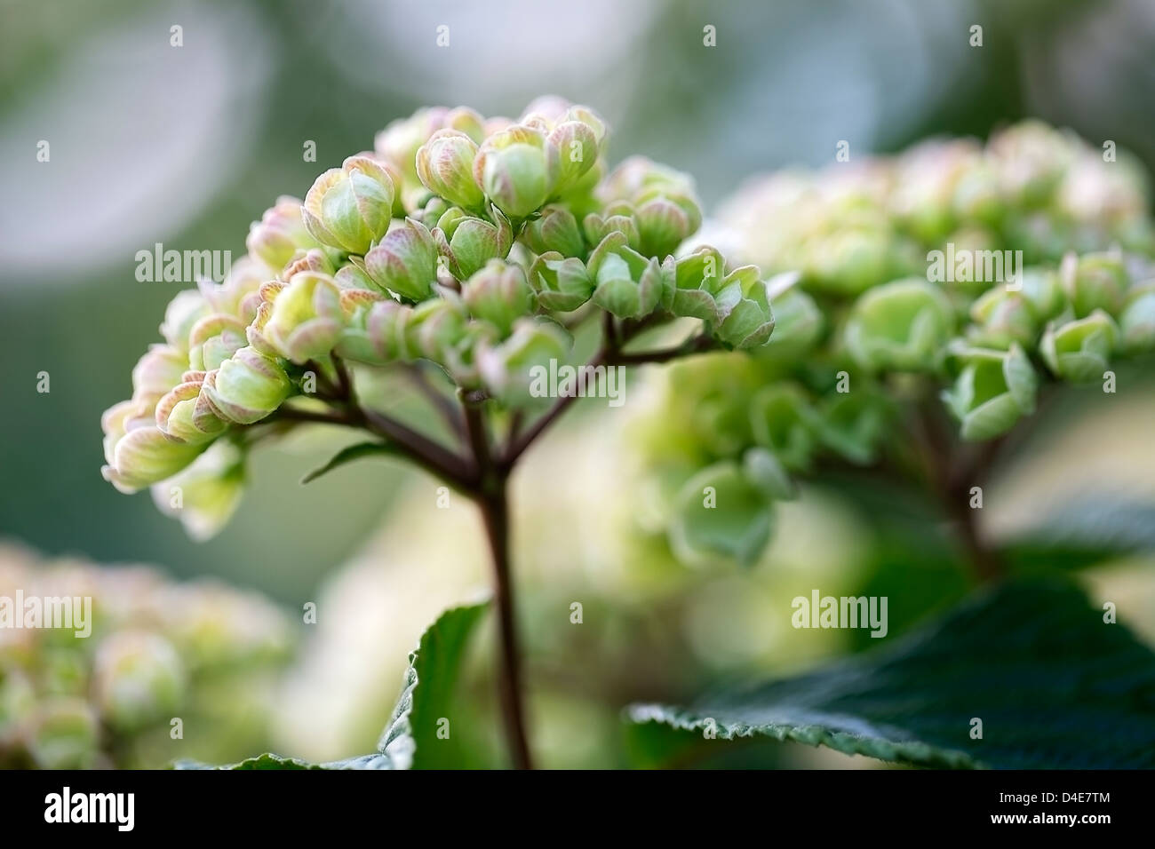 Japanese snowball (Viburnum Plicatum Stock Photo - Alamy