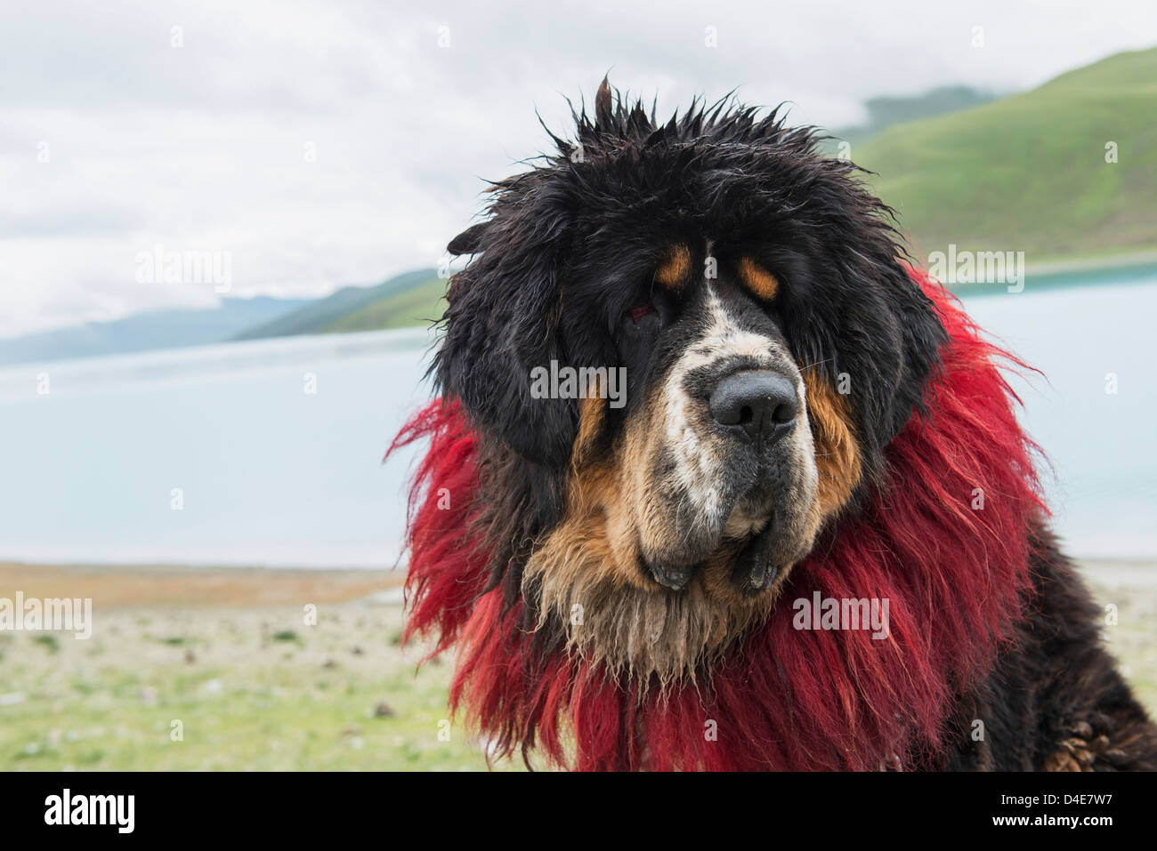 China, Xizang, Shannan, Saint Bernard dog on shore of Sacred Lake Stock ...