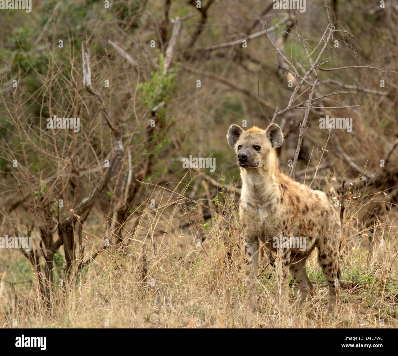 Spotted Hyena in the imfolozi hluhluwe game reserve, hunting and ...