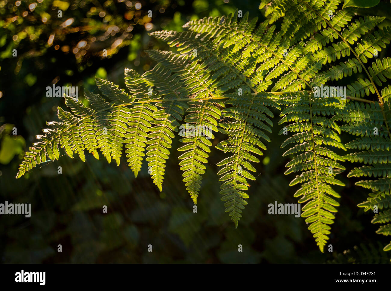 Backlit Ferns Stock Photos & Backlit Ferns Stock Images - Alamy