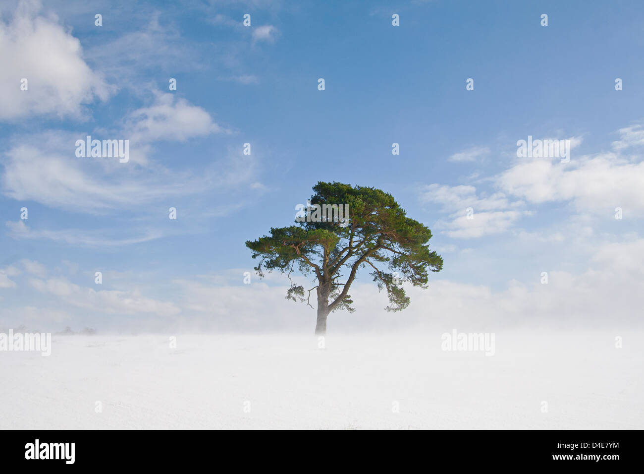 Single green tree snow blue sky hi-res stock photography and images - Alamy