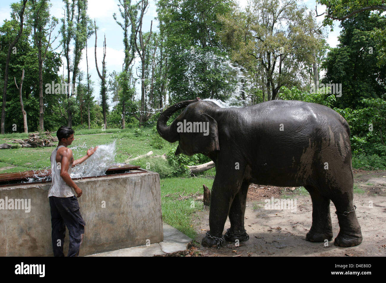 A working elephant at Rajaji National Park near Haridwar Stock Photo ...
