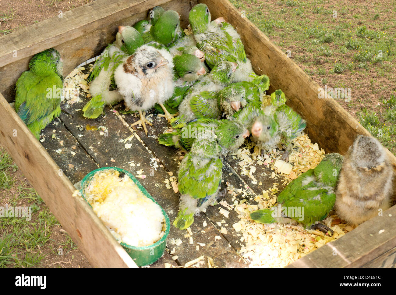 Parrot chicks hi-res stock photography and images - Alamy