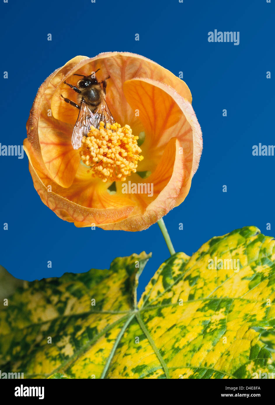 Bee inside flower against dark blue sky Stock Photo - Alamy