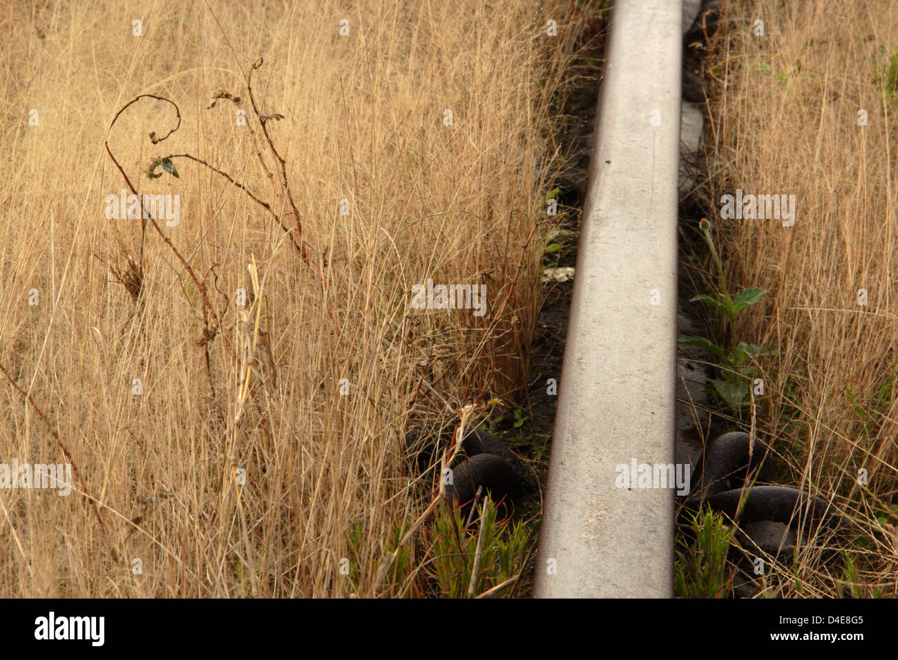Macro closeup of a train rail track with long grass engulfing it. Good ...