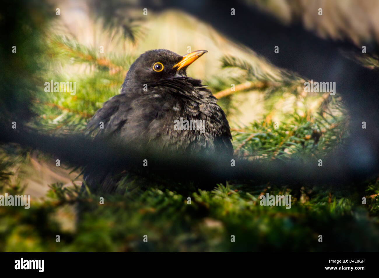 Blackbird (Turdus merula Stock Photo - Alamy