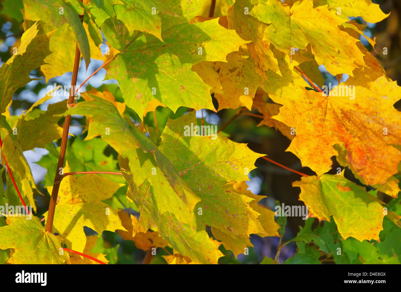 Ahornblatt - maple leaf 11 Stock Photo - Alamy