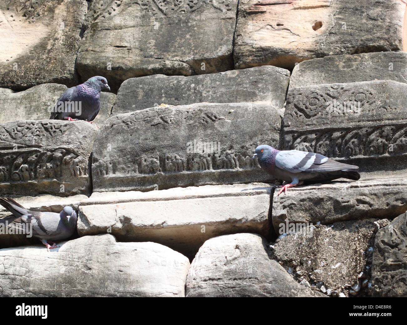 Walking pigeon on stone hi-res stock photography and images - Alamy