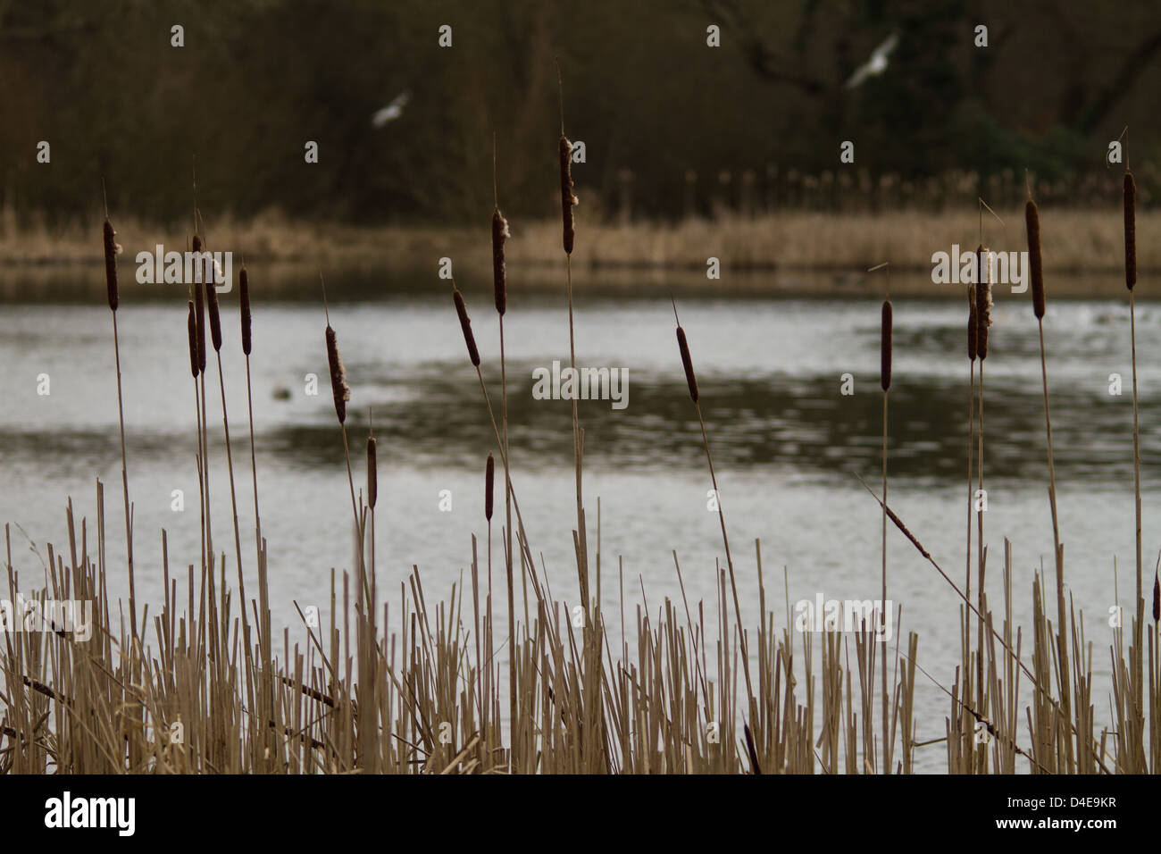 Reeds, Bulrush, Reedrace (Typha) on edge of a Lake Stock Photo - Alamy
