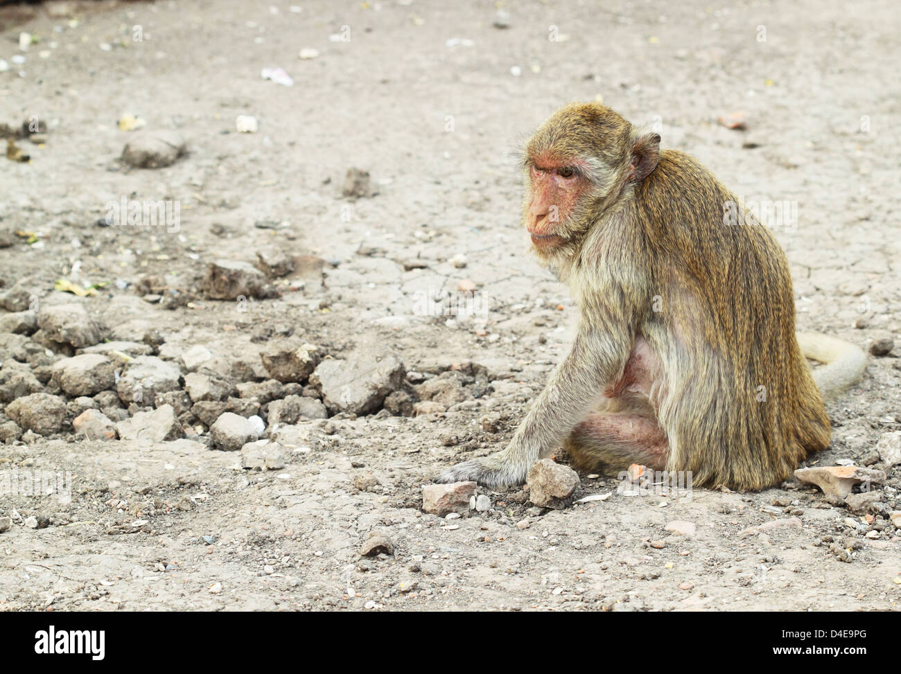 Sand monkey hi-res stock photography and images - Alamy