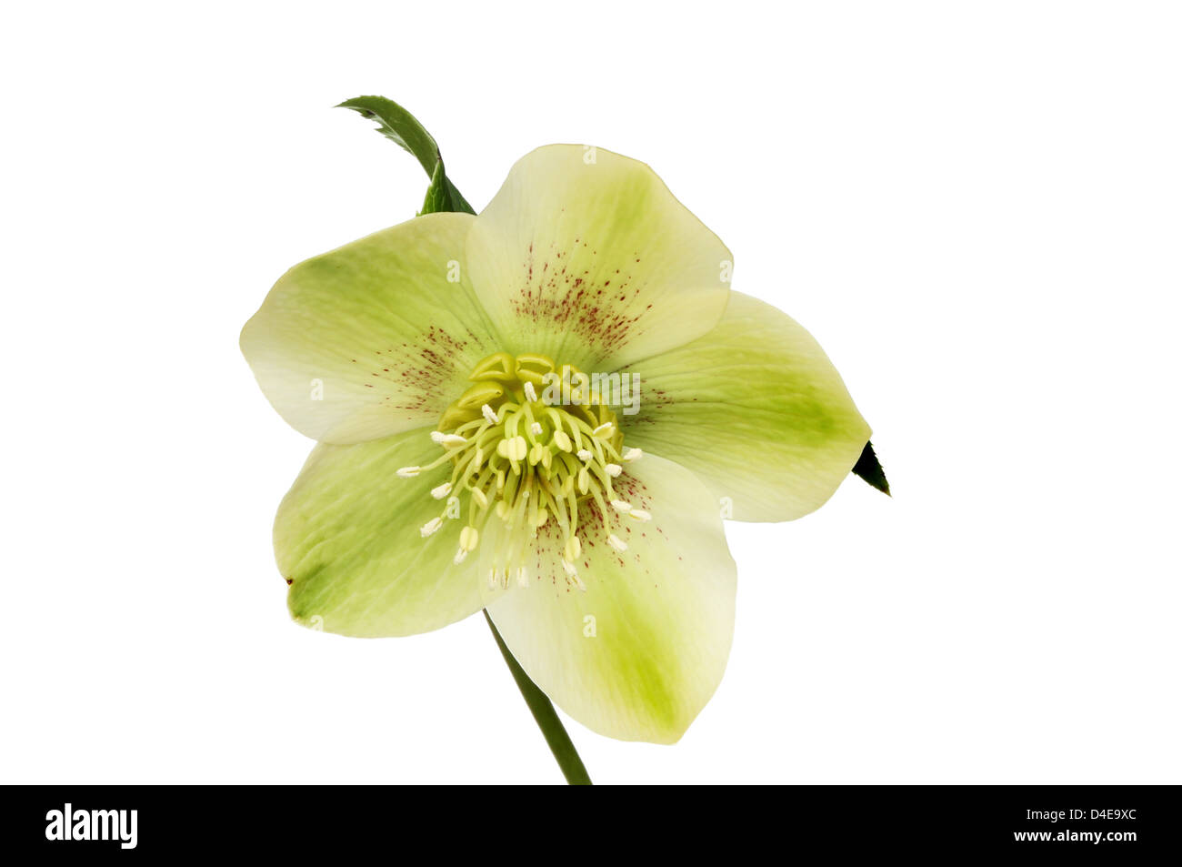 Hellebore flower hi-res stock photography and images - Alamy