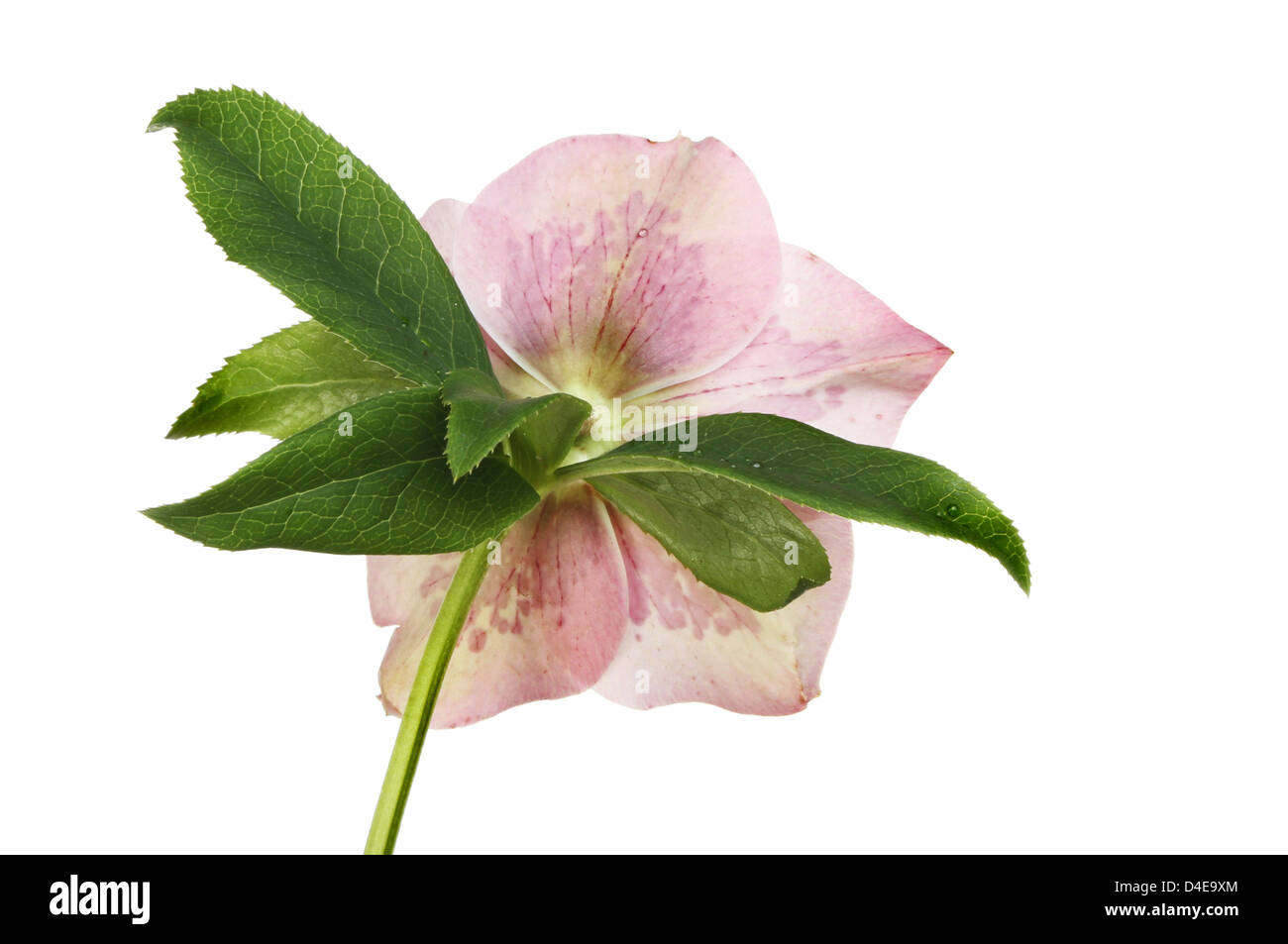 Back view of a hellebore flower isolated against white Stock Photo - Alamy